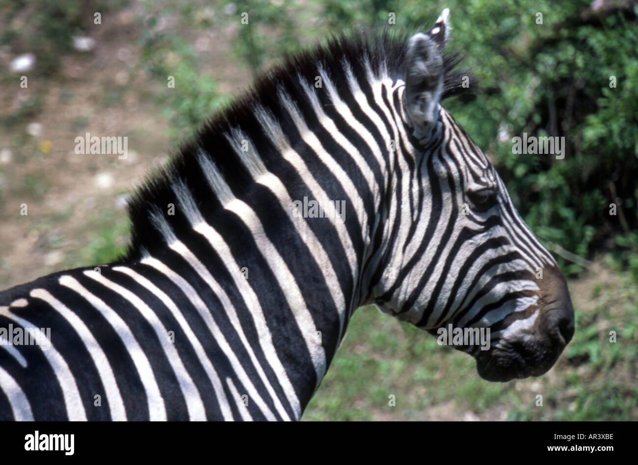 Perples hi-res stock photography and images - Alamy