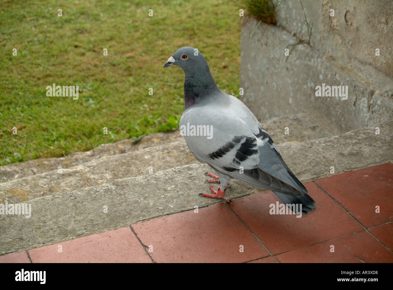 Resting racing pigeon hi-res stock photography and images - Alamy