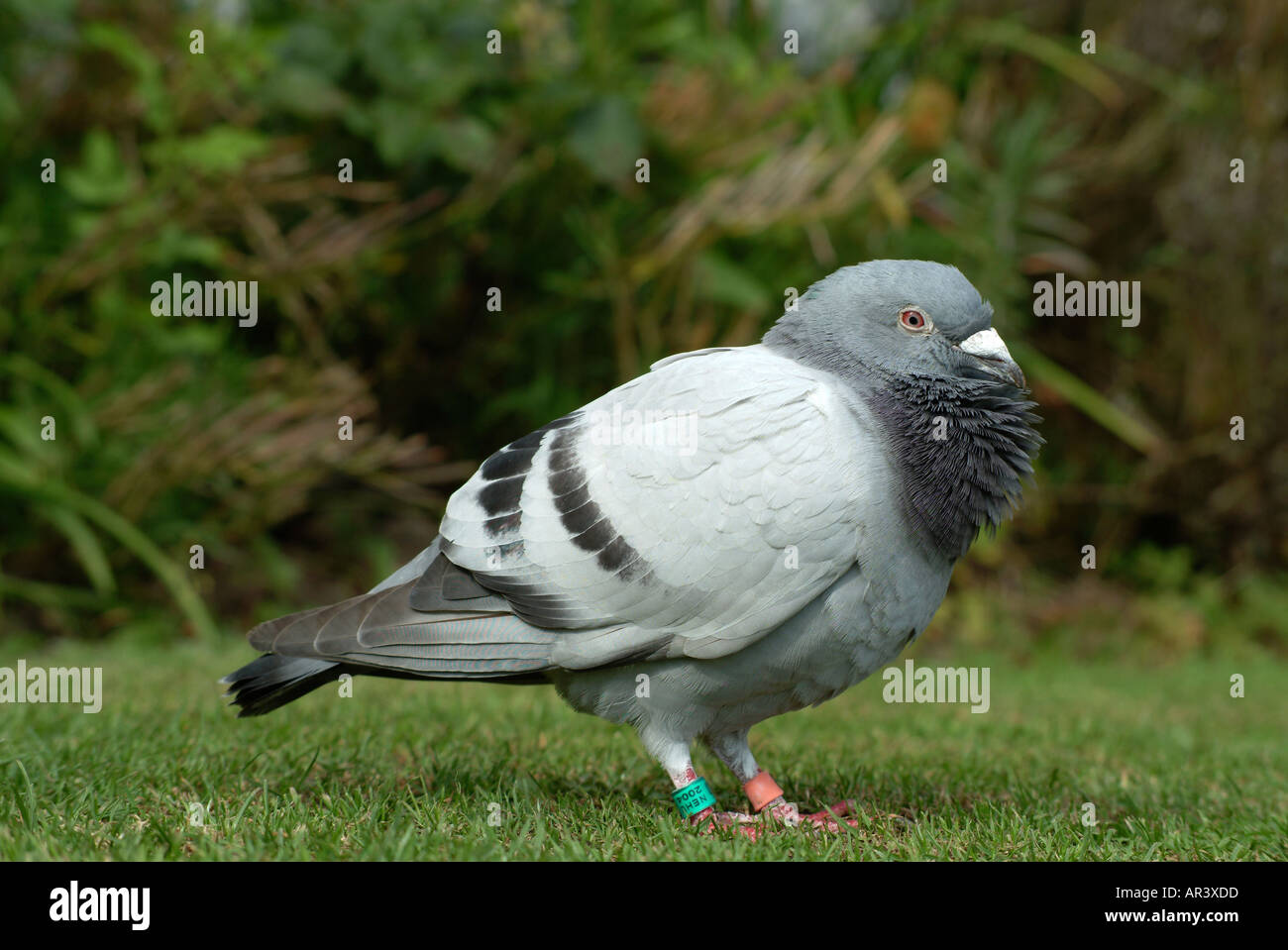 Resting racing pigeon hi-res stock photography and images - Alamy