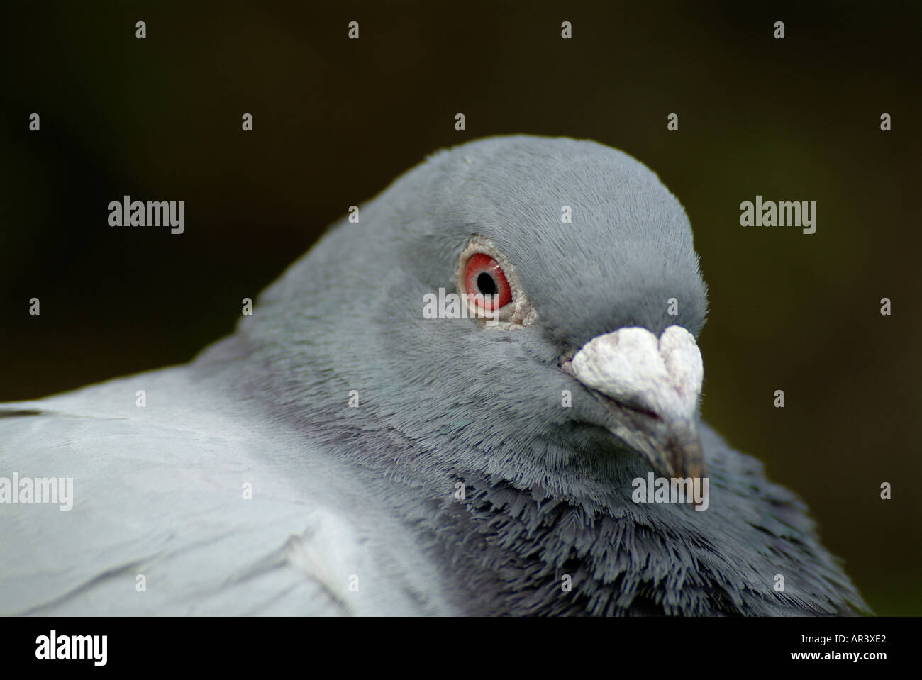 With the racing pigeon hi-res stock photography and images - Alamy