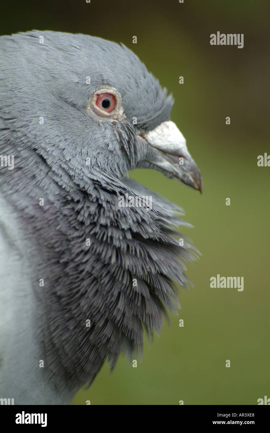 Resting racing pigeon hi-res stock photography and images - Alamy