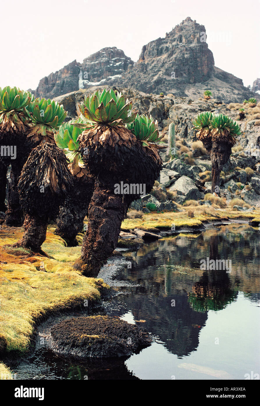 Giant Senecio KENIODENDRON reflected in Hall Tarn on the Chogoria route ...