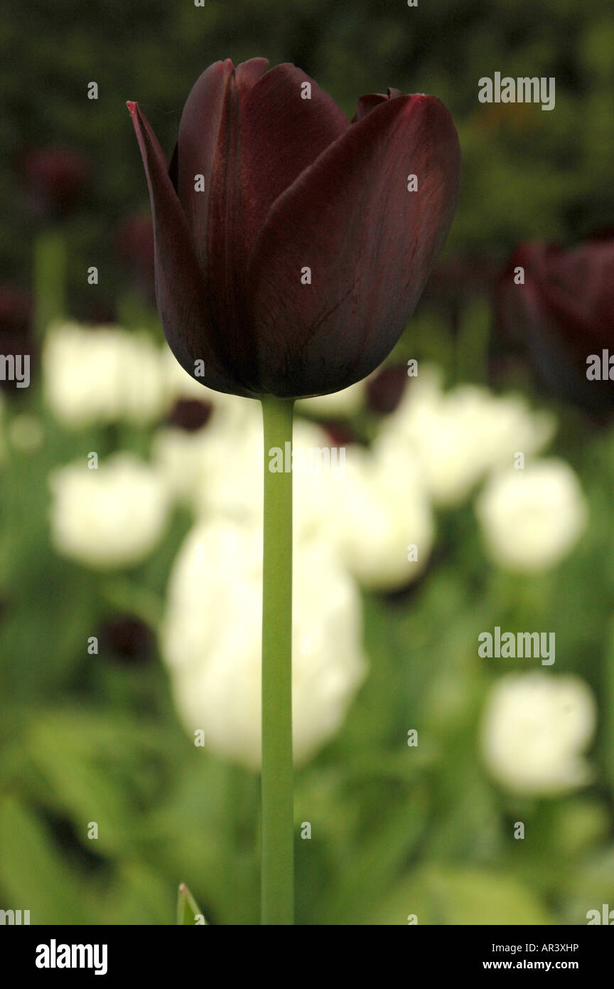 Dark purple tulip Stock Photo - Alamy