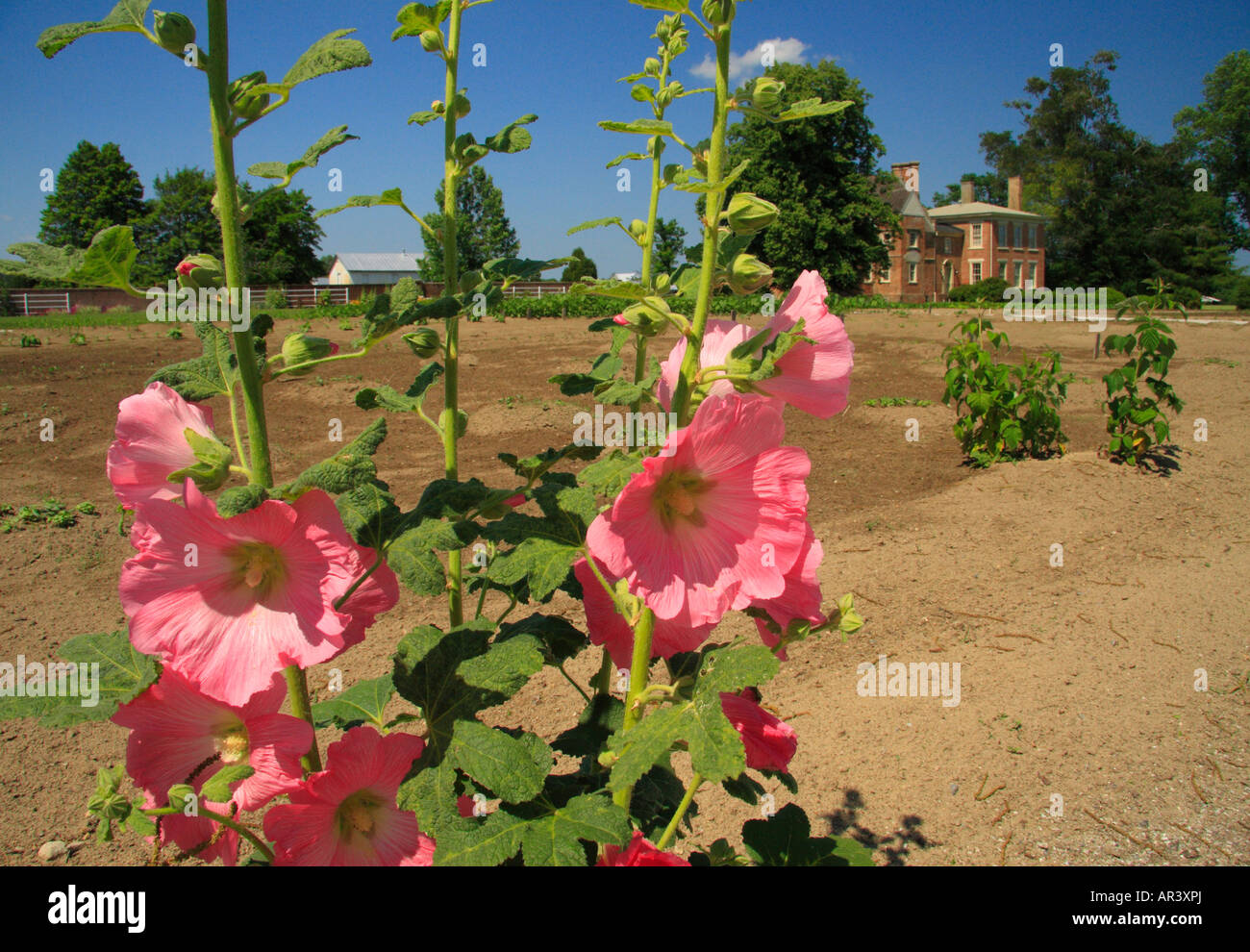 Garden, Bacon's Castle, Surry County, Virginia, USA Stock Photo - Alamy