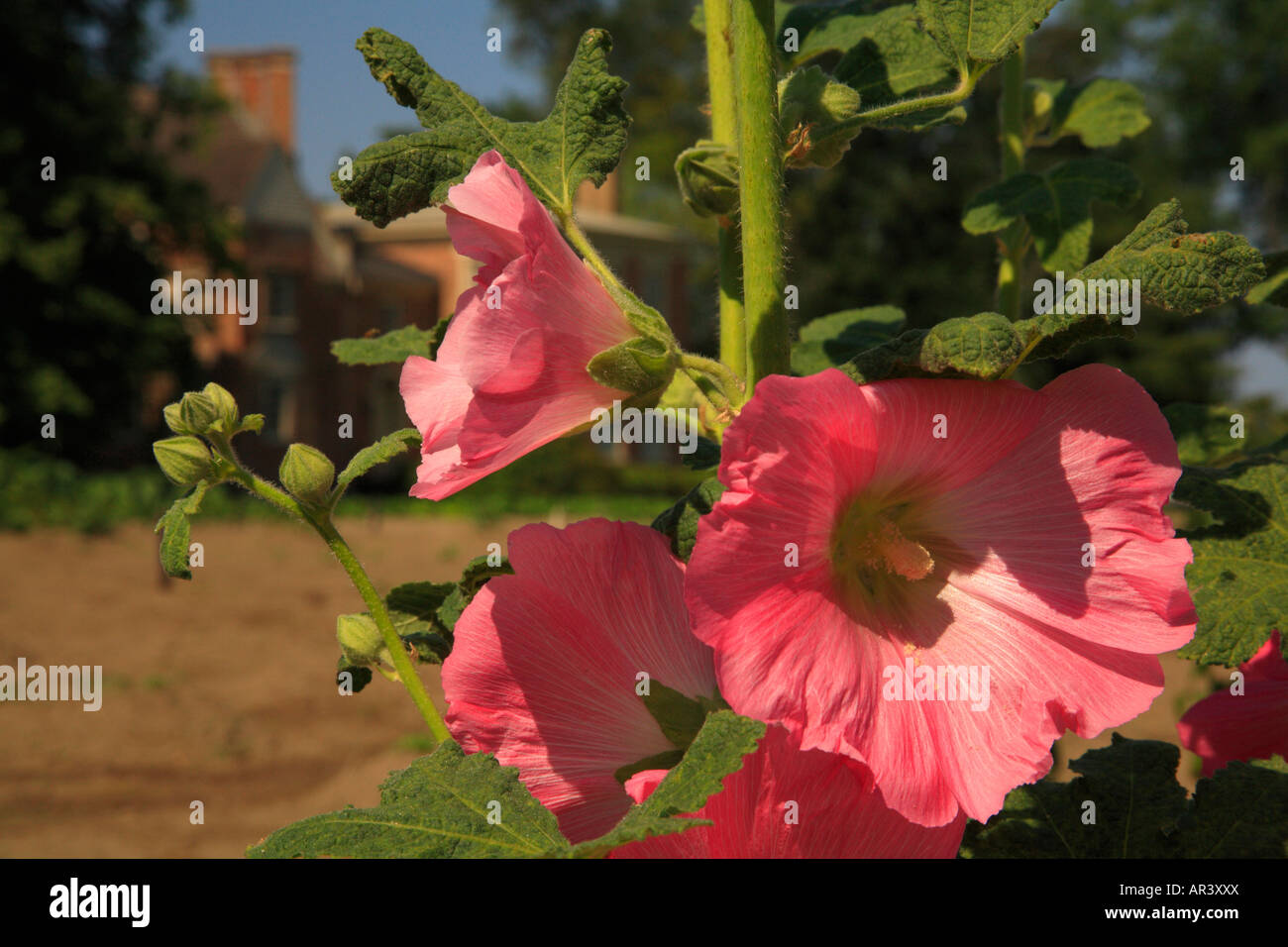 Colonial bacons castle hi-res stock photography and images - Alamy