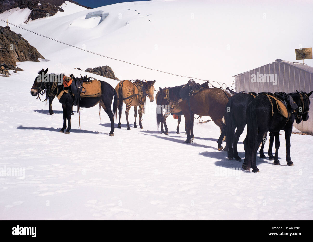 Zebroids and mules by Old Top Hut at 15730 feet 4794 metres on Mount ...