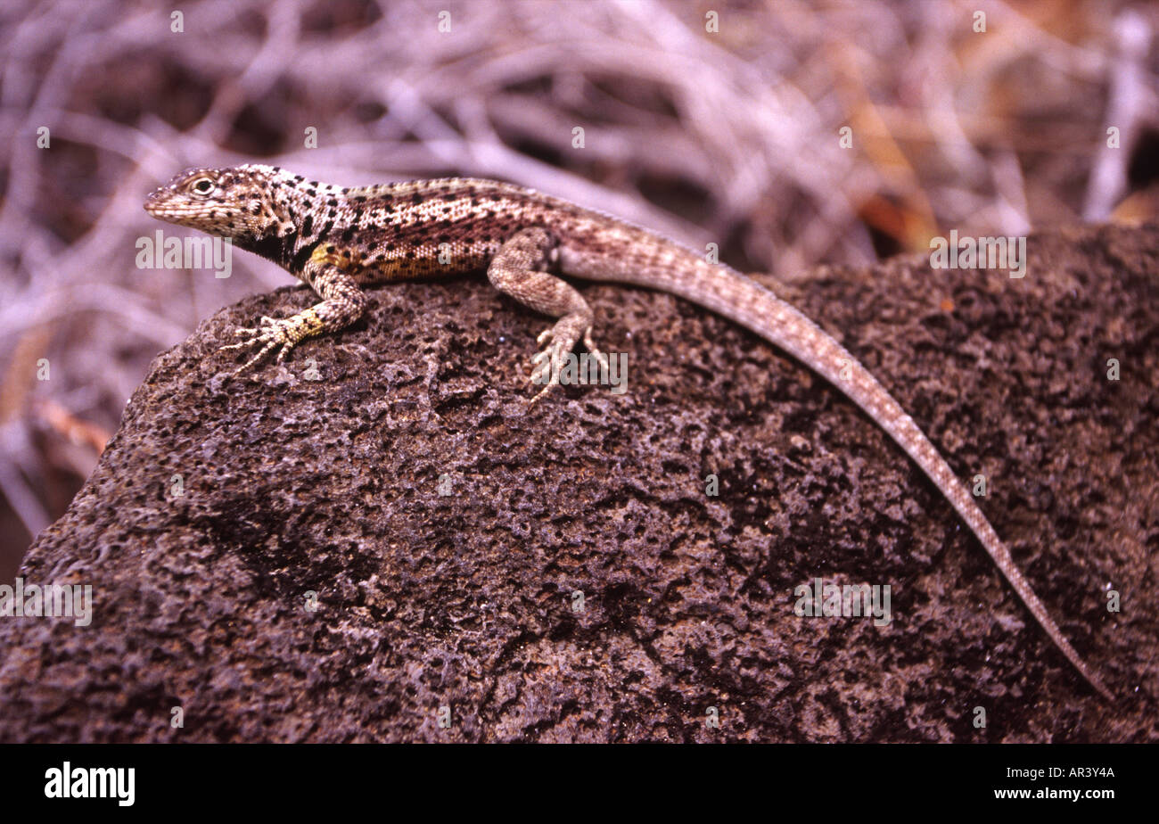 Tropidurus spp hi-res stock photography and images - Alamy