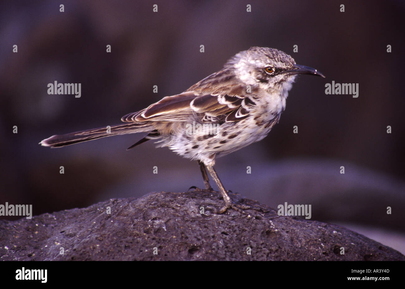 Hood Mockingbird, Espanola Island, Galapagos Archipelago, Ecuador ...