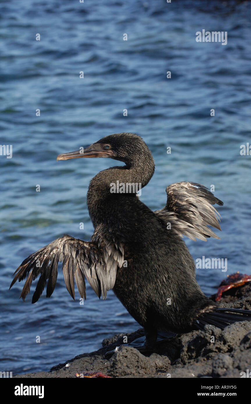 Vestigial wings hi-res stock photography and images - Alamy