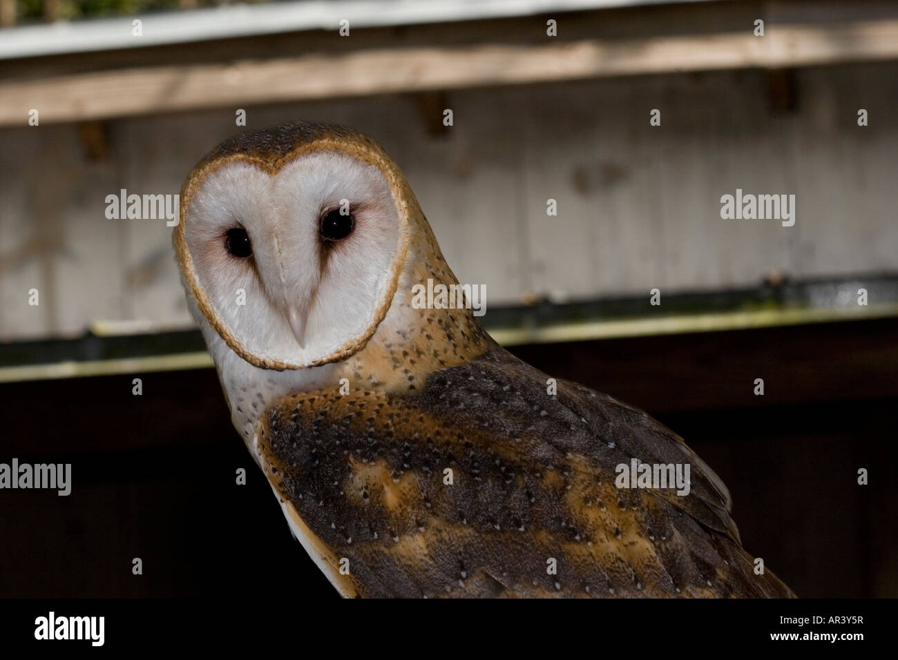 American barn owl hi-res stock photography and images - Alamy