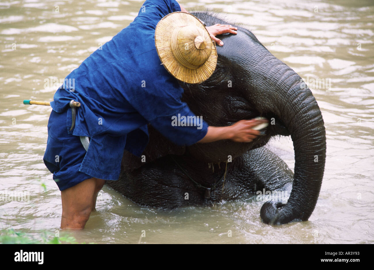 Elephant being washed at the Lampang Elephant Conservation Centre ...