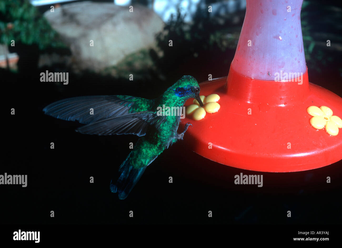 Costa Rican hummingbirds (individual species unknown to photographer ...