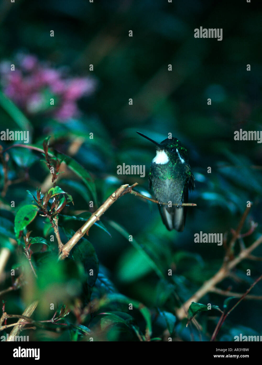 Costa Rican hummingbirds (individual species unknown to photographer ...