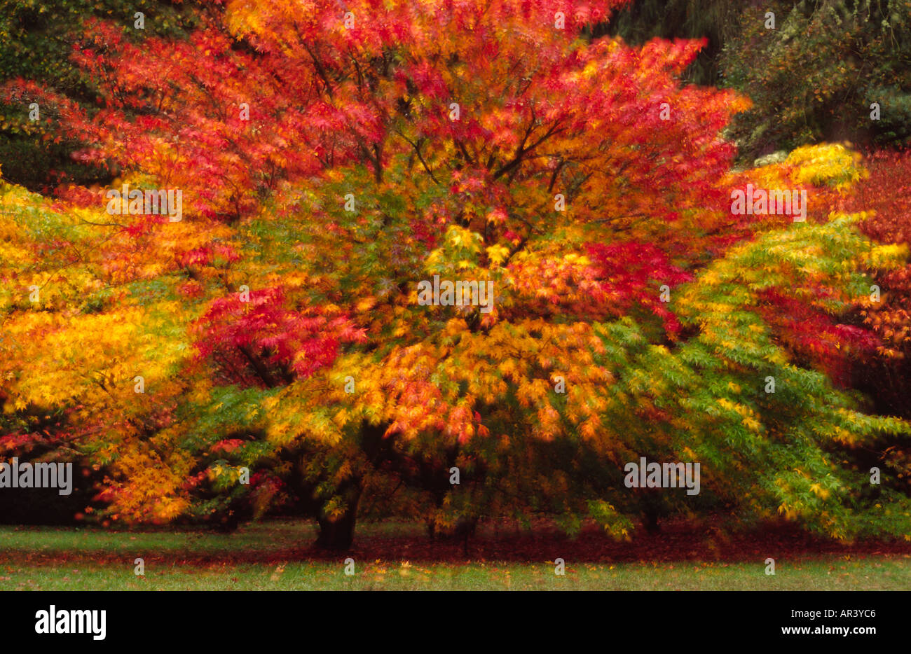 Autumn colours , Westonbirt Arboretum, Gloucestershire, England, UK ...