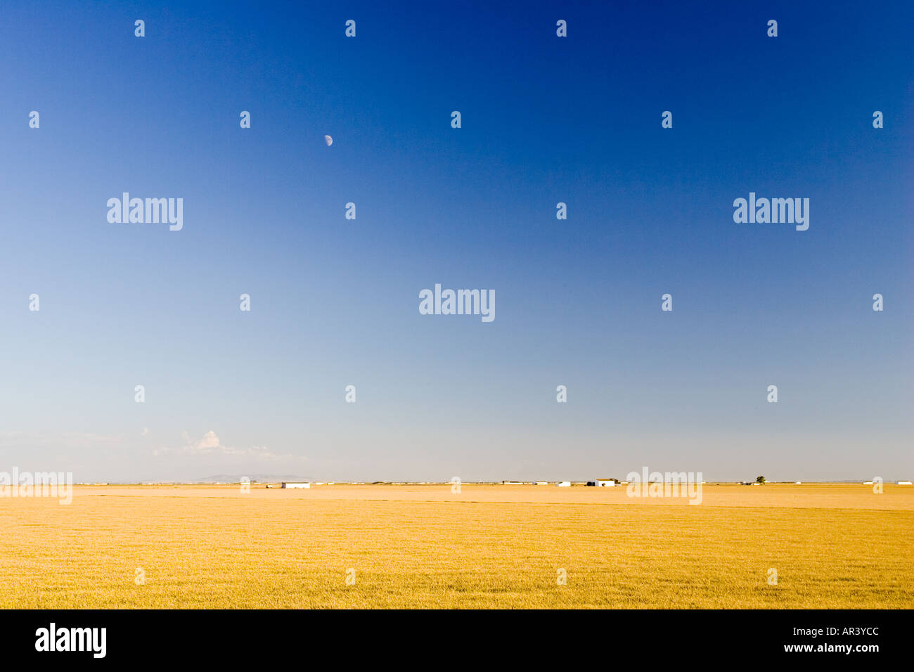 Mature rice field isla mayor hi-res stock photography and images - Alamy