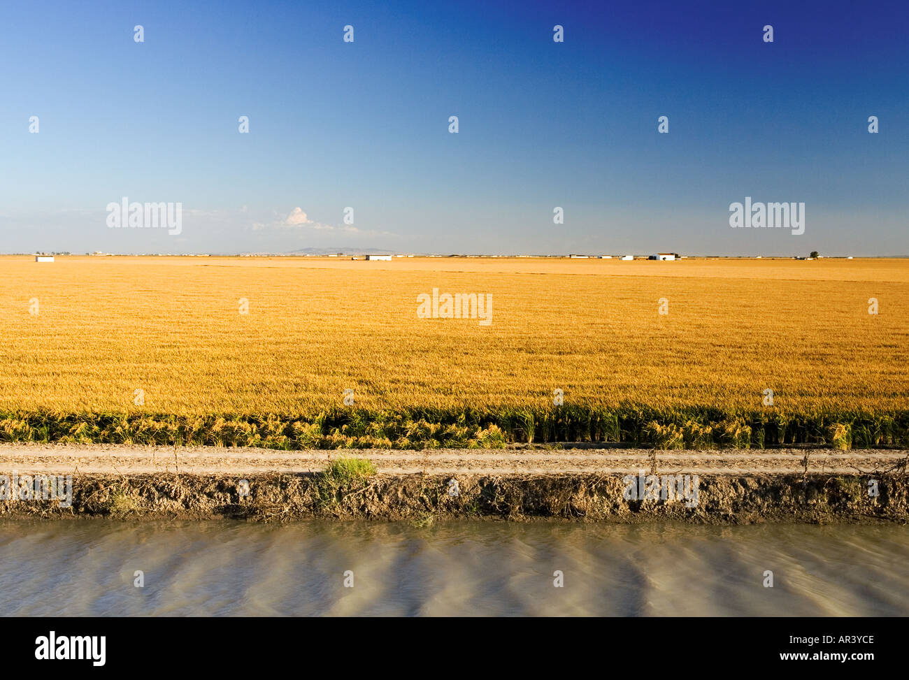 Mature rice field isla mayor hi-res stock photography and images - Alamy