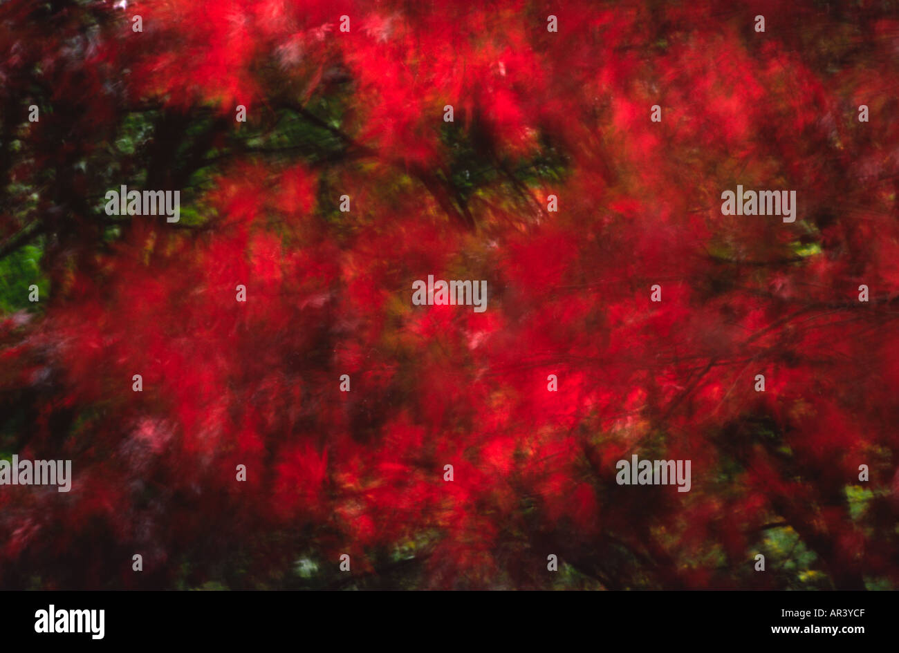 Japanese maple tree branch moving in the breeze creating blur ...