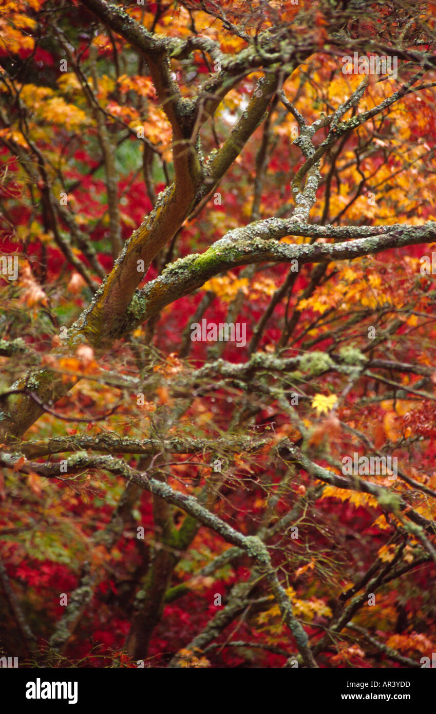 Landscape detail of autumn colours, Westonbirt Arboretum ...