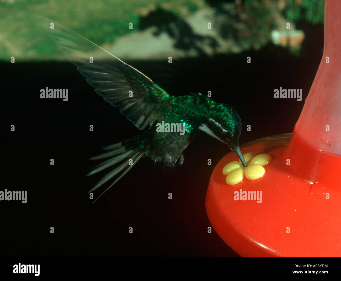 Costa Rican hummingbirds (individual species unknown to photographer ...