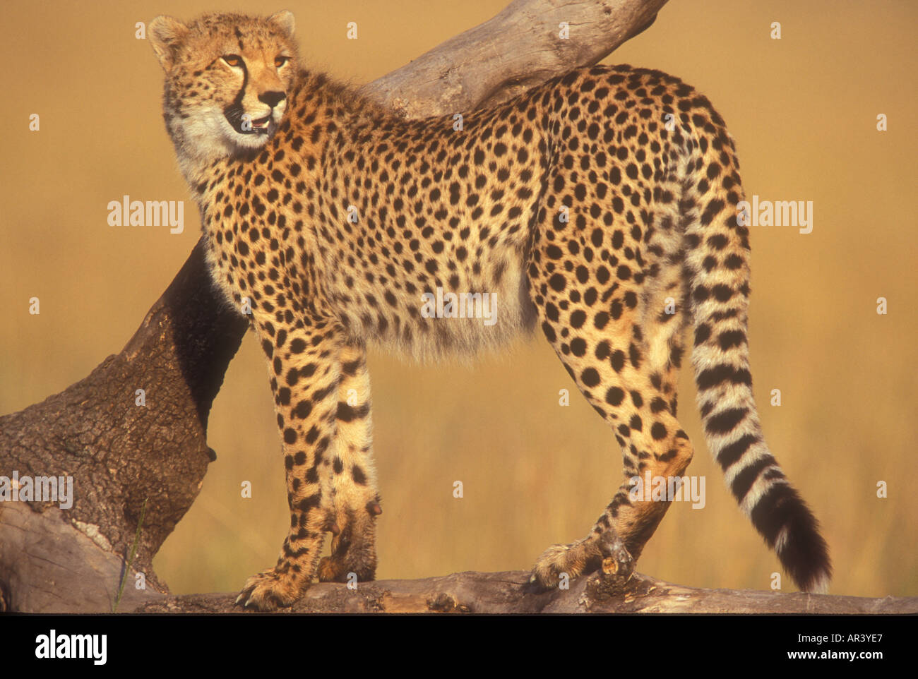 Cheetah on a trunk hi-res stock photography and images - Alamy