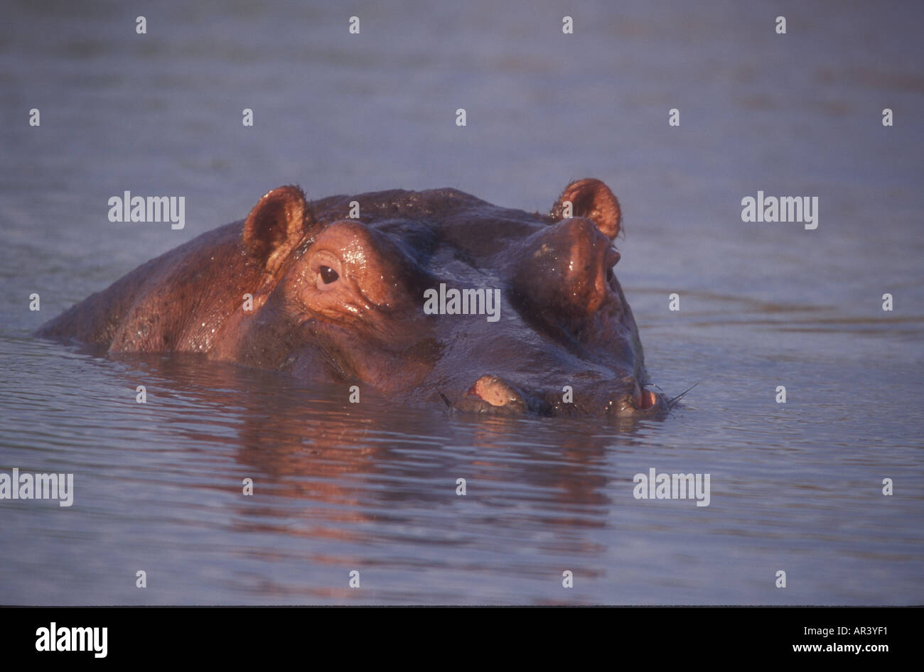 This Hippo was swimming. in a pool near Governors camp, Masai Mara ...
