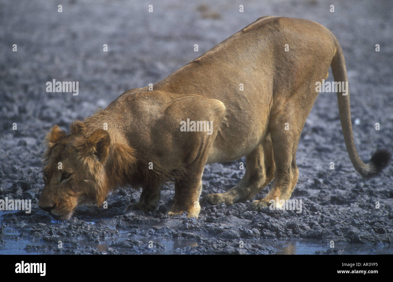 Okavango delta system hi-res stock photography and images - Alamy
