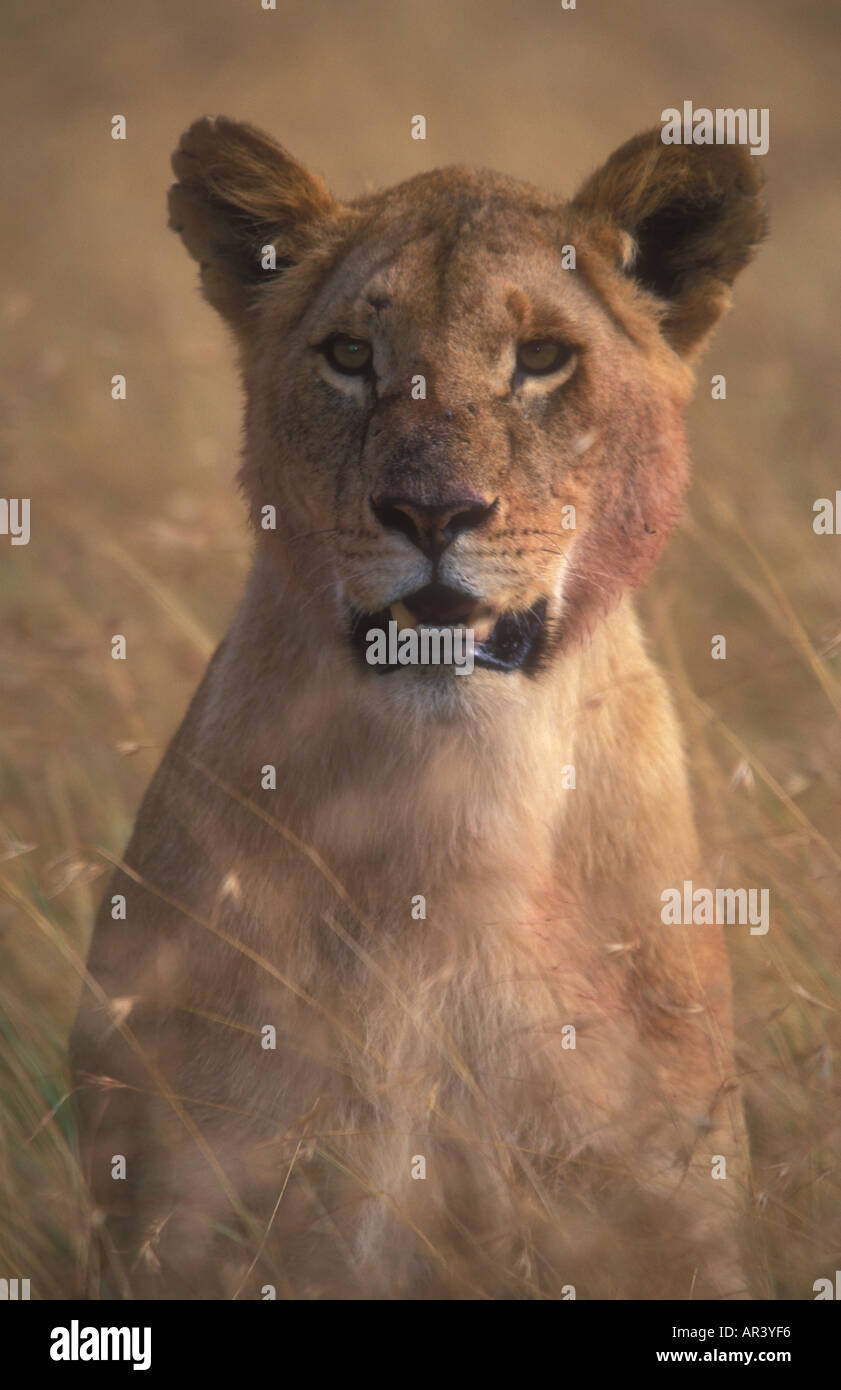 Curious lion cub Stock Photo - Alamy