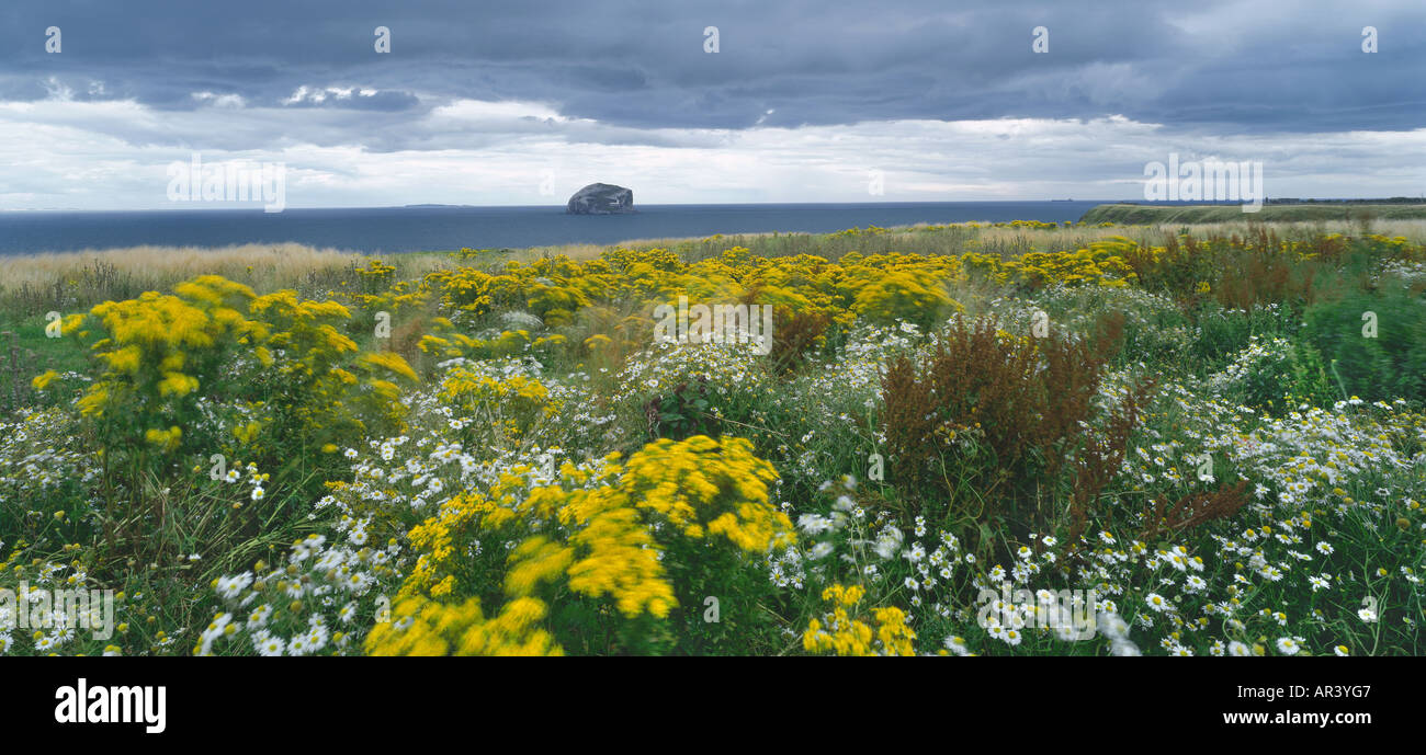 Nature Conservation Area Bass Rock, Scotland, Great Britain Stock Photo ...