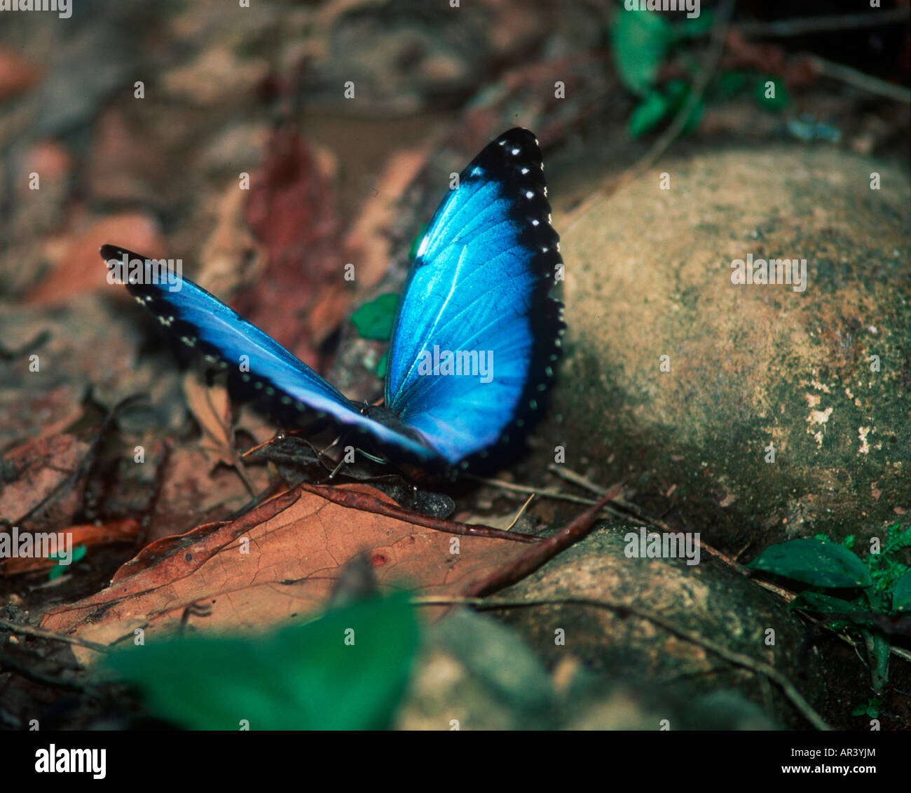 Morpho granadensis, uncommon Morpho species Stock Photo - Alamy