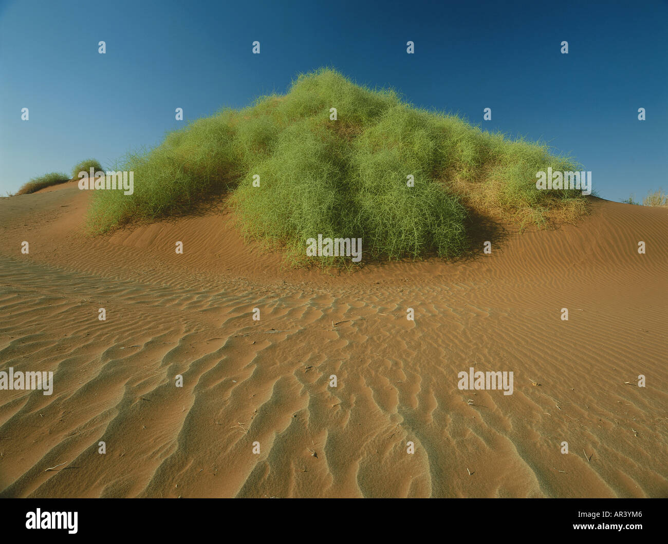 Sossusvlei, Namibia, Africa Stock Photo - Alamy