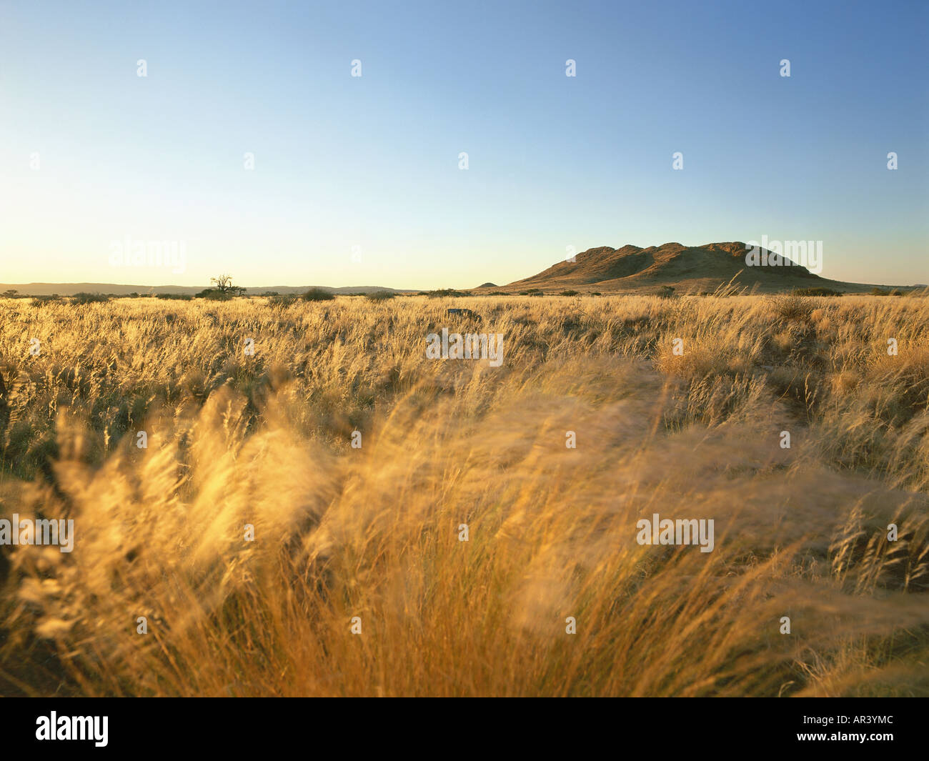 Grass in the wind, Namib Desert, Sesriem, namibia, Africa Stock Photo ...