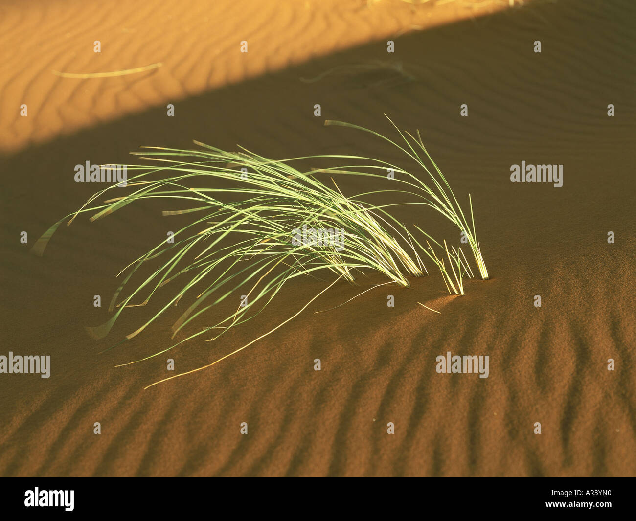 Grass on sanddune, Namib Desert, Namibia, Africa Stock Photo - Alamy