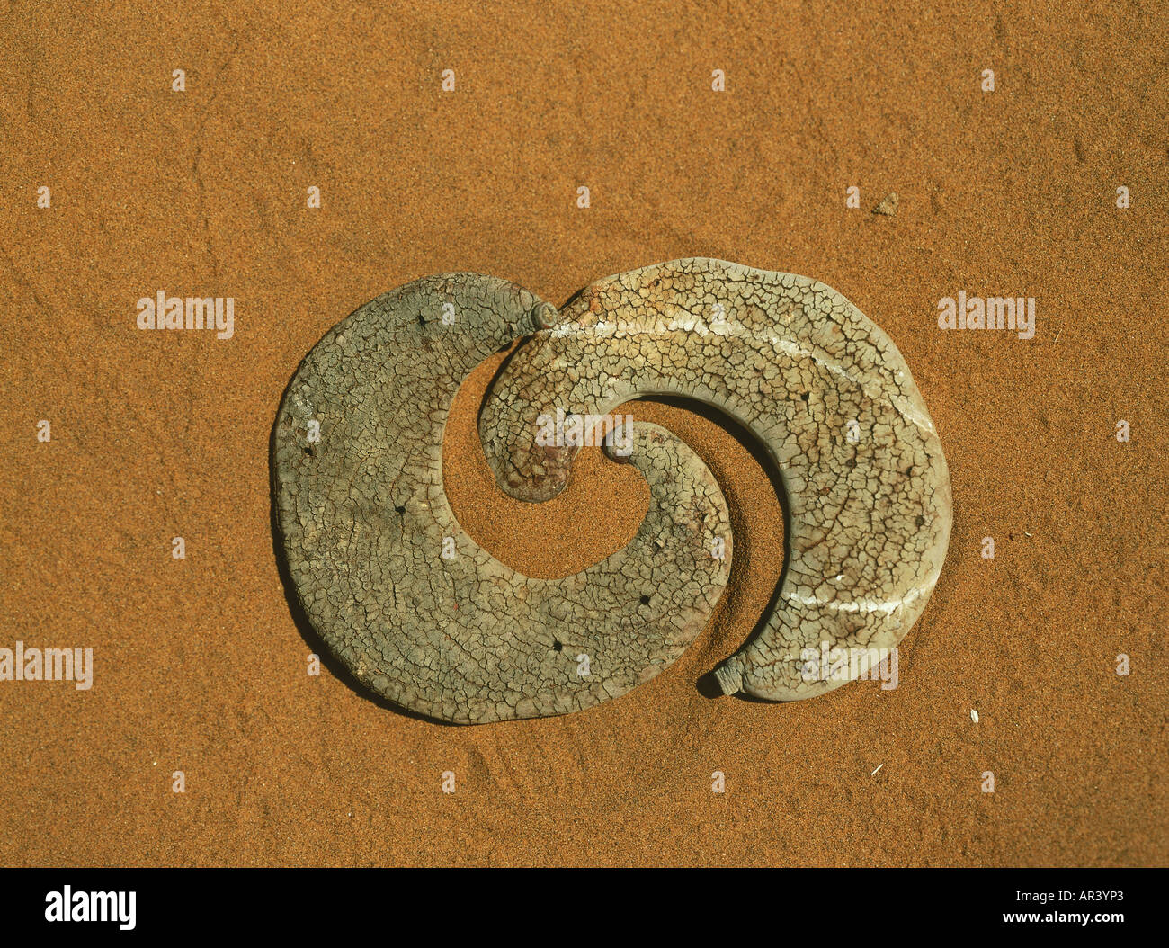 Dried fruit of a desert tree, Namibia, Africa Stock Photo - Alamy