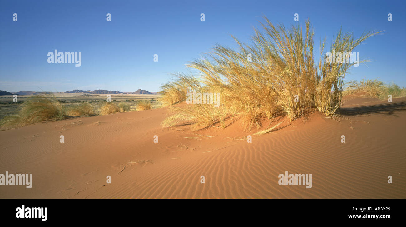 Dune grass, Sossusvlei, Namib Desert, Namibia, Africa Stock Photo - Alamy