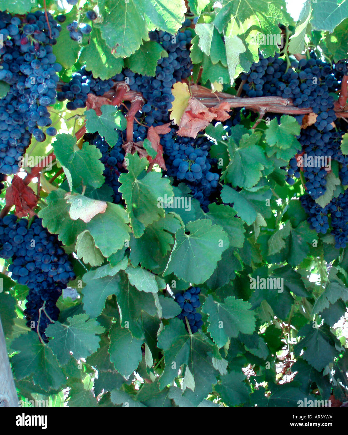 Deep purple grapes hi-res stock photography and images - Alamy