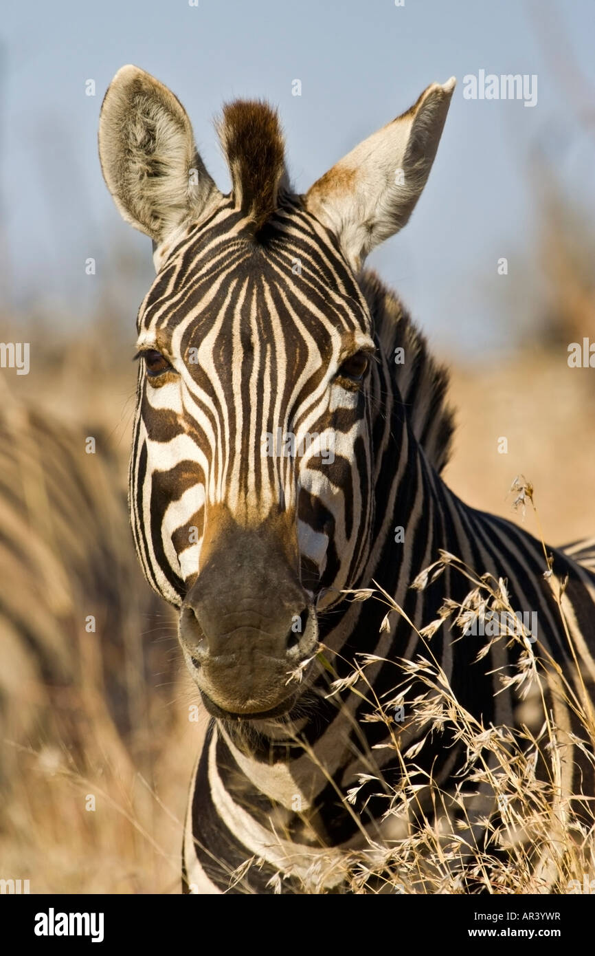 Portrait of a zebra Stock Photo - Alamy