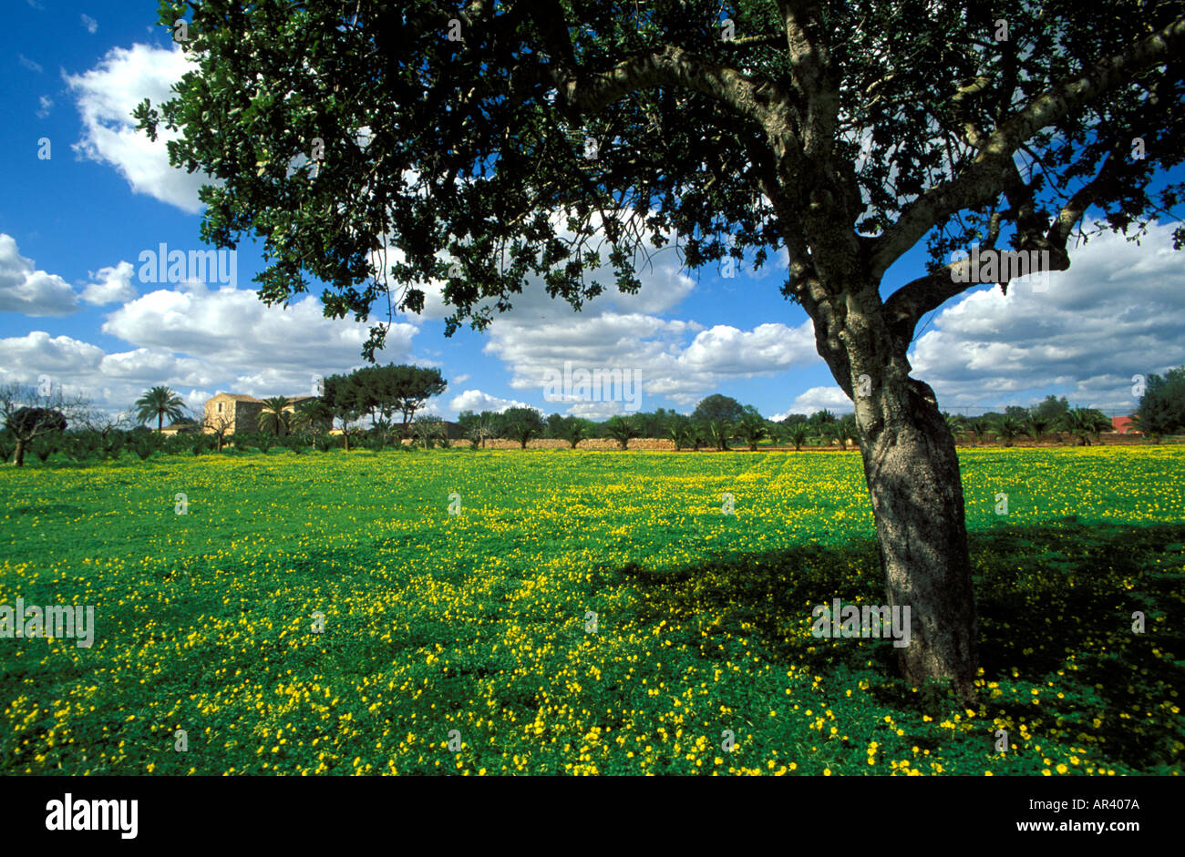 Sa coma majorca hi-res stock photography and images - Alamy