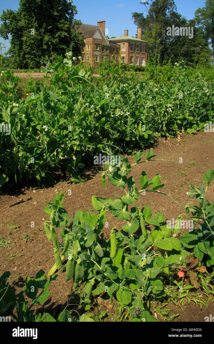 Garden, Bacon's Castle, Surry County, Virginia, USA Stock Photo - Alamy