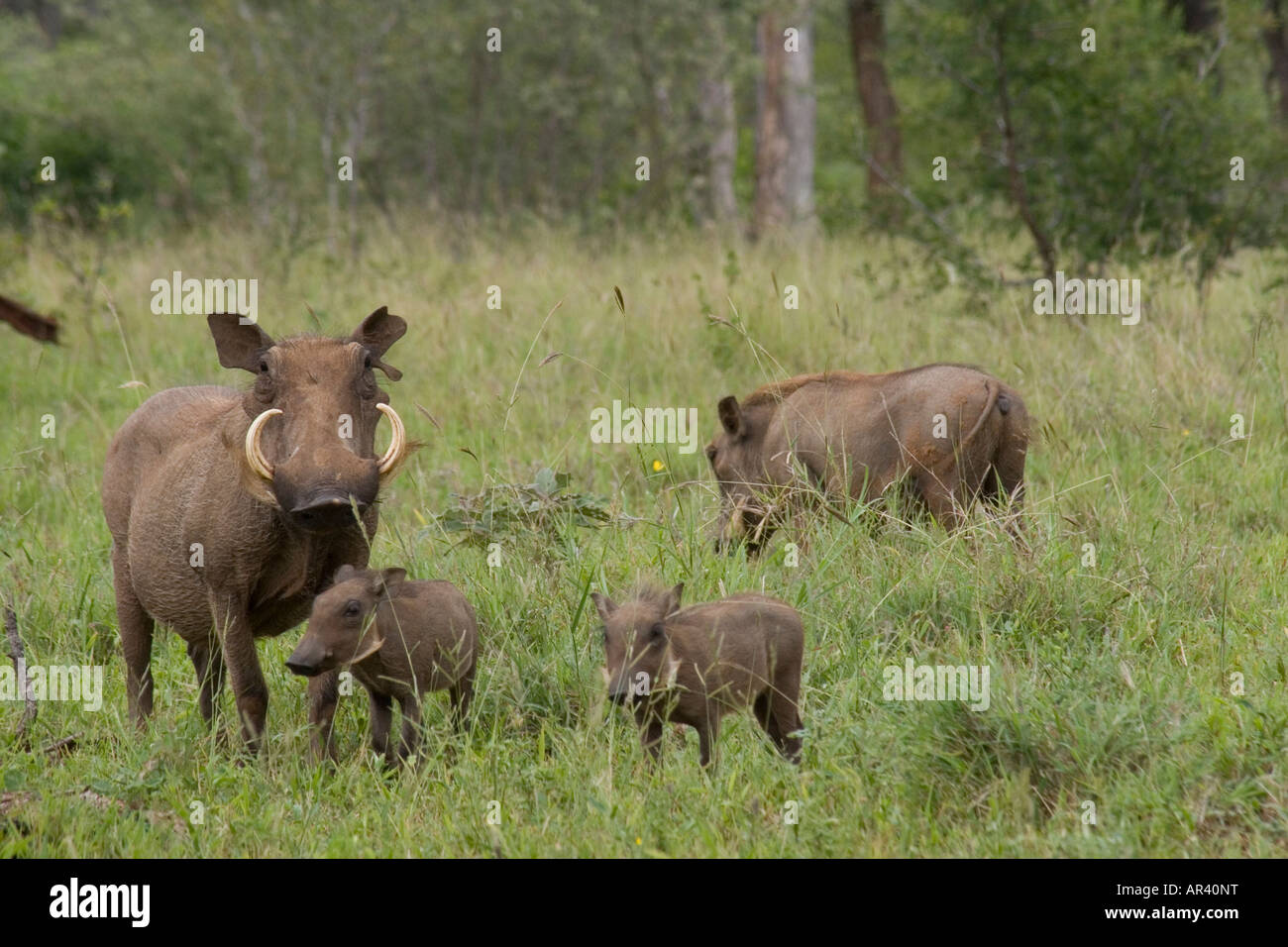 Female warthog hi-res stock photography and images - Alamy