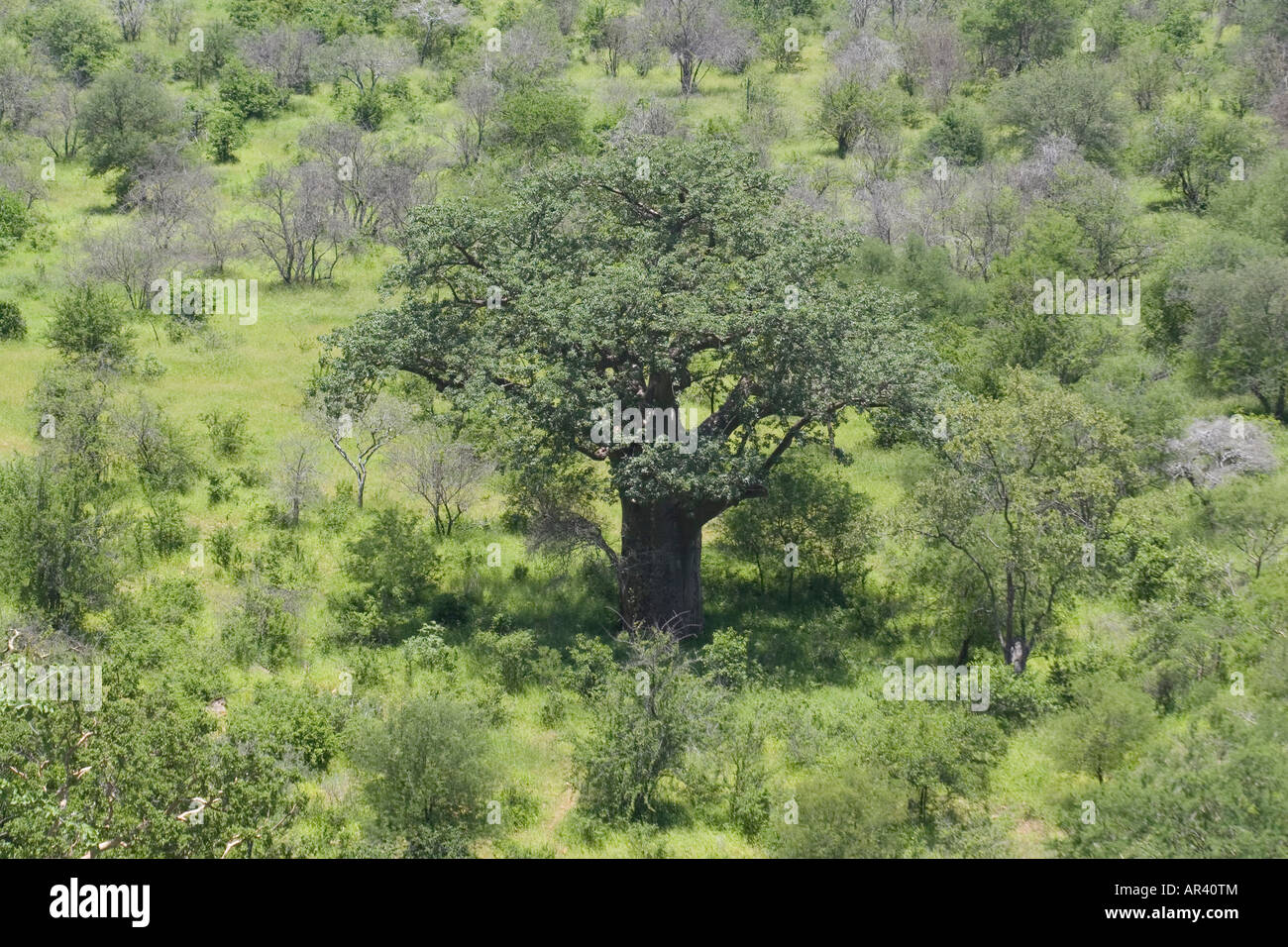 Old baobab tree hi-res stock photography and images - Alamy