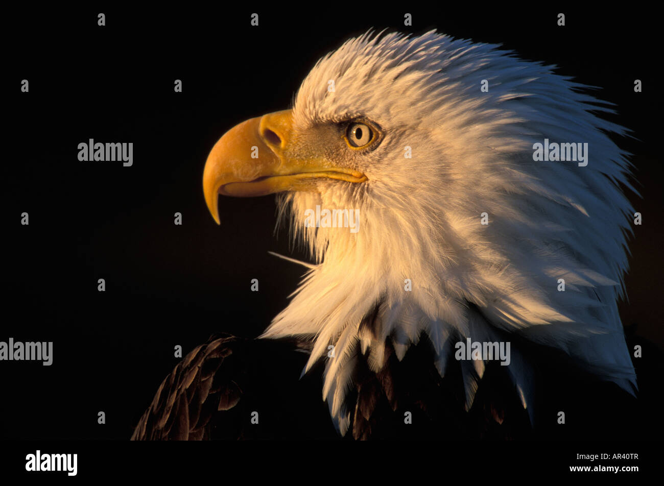 USA, Alaska, Homer, Close-up portrait of Bald Eagle (Haliaeetus ...
