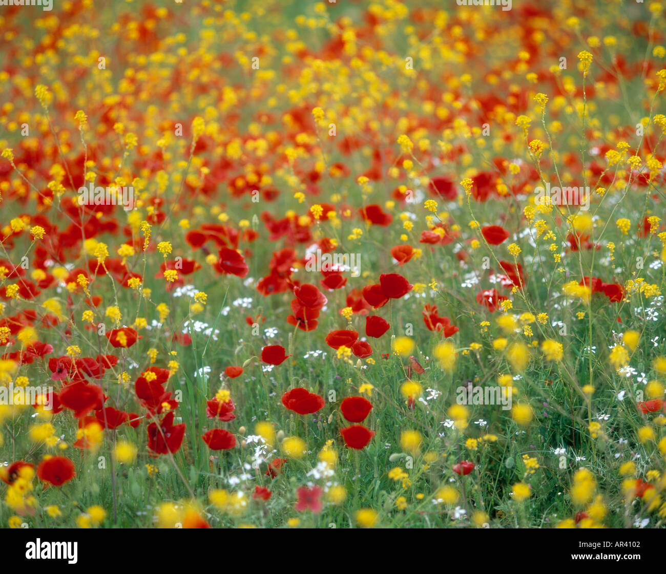 Coastal Wildflowers Spain Grass