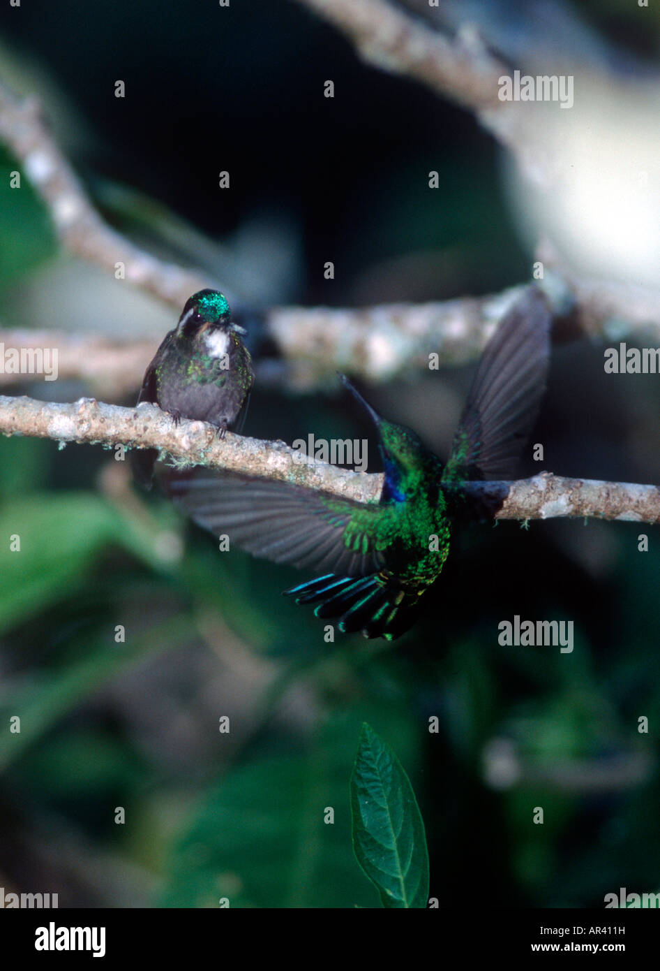 Costa Rican hummingbirds (individual species unknown to photographer ...