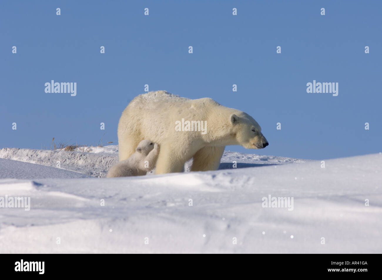 polar bear Ursus maritimus sow nurses its newborn spring cub outside ...