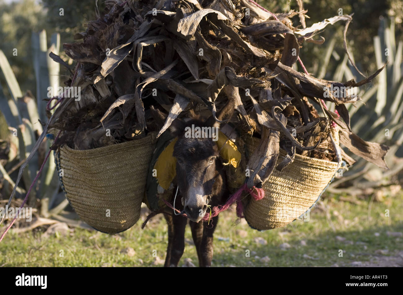 Overloaded donkey hi-res stock photography and images - Alamy