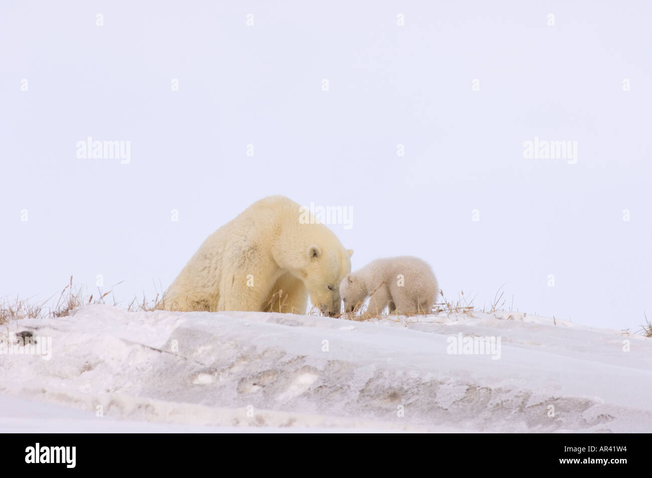 polar bears Ursus maritimus sow feeding on grass with her newborn cub ...