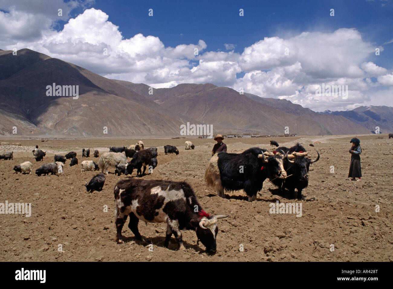 Tibetan farmer livestock yaks cow hi-res stock photography and images ...