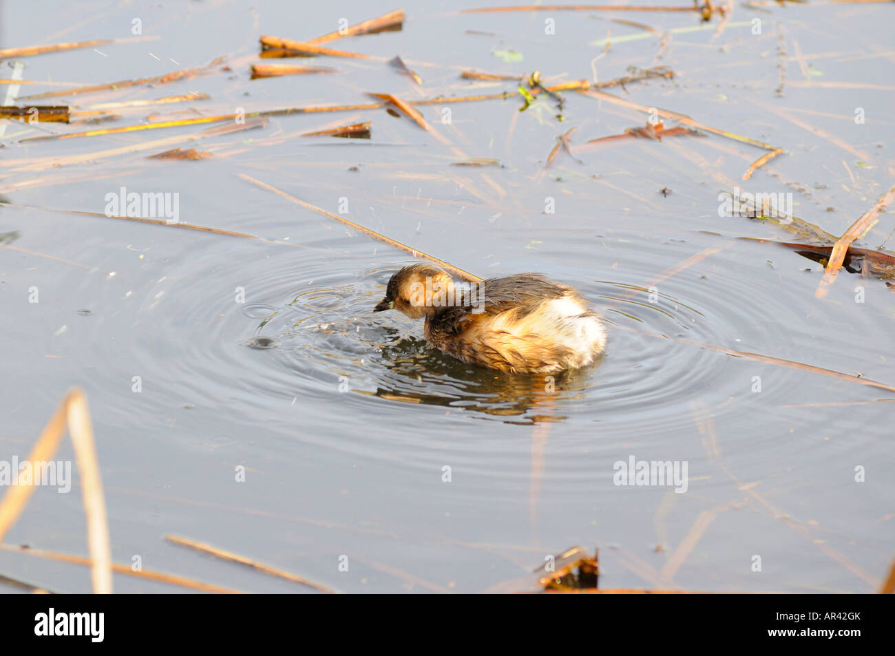 Baby little grebe hi-res stock photography and images - Alamy