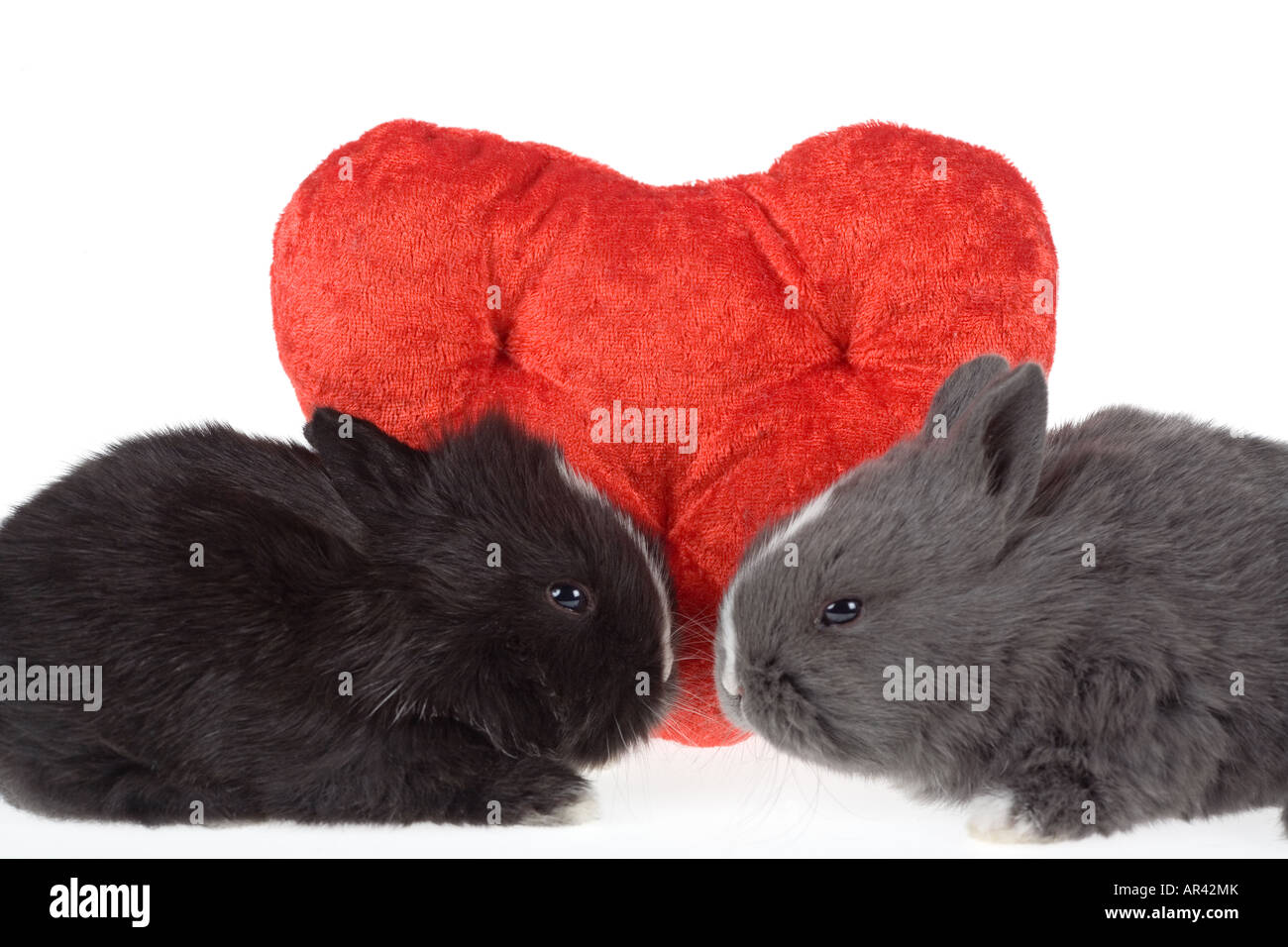 Bunny rabbit heart Cut Out Stock Images & Pictures - Alamy