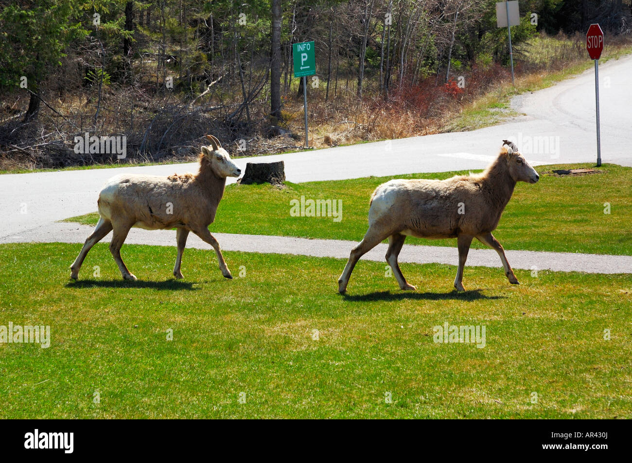 The famous big horned sheep of Radium Hot Springs Stock Photo - Alamy